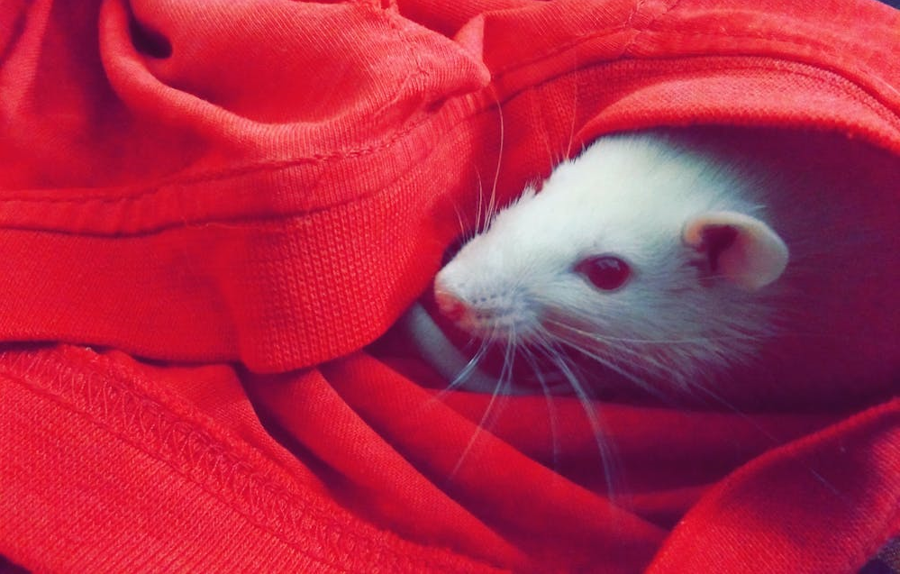 From monster to mouse: a content strategy for inaccessible PDFs | Contented